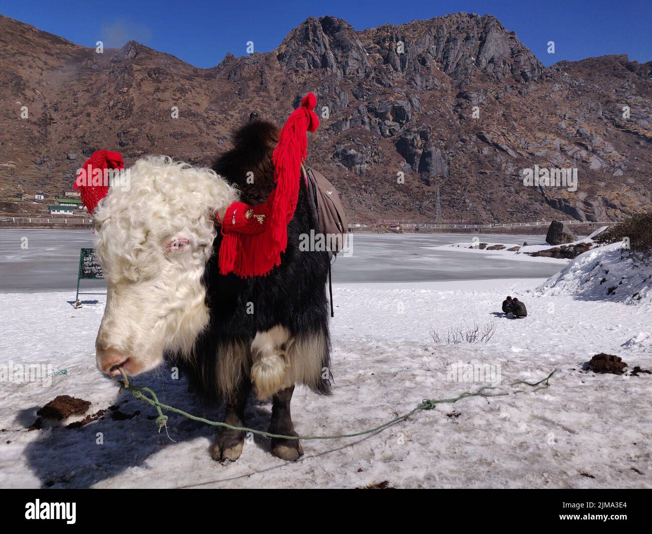 A beautiful hairy black yak with a white head and decorated red horns ...