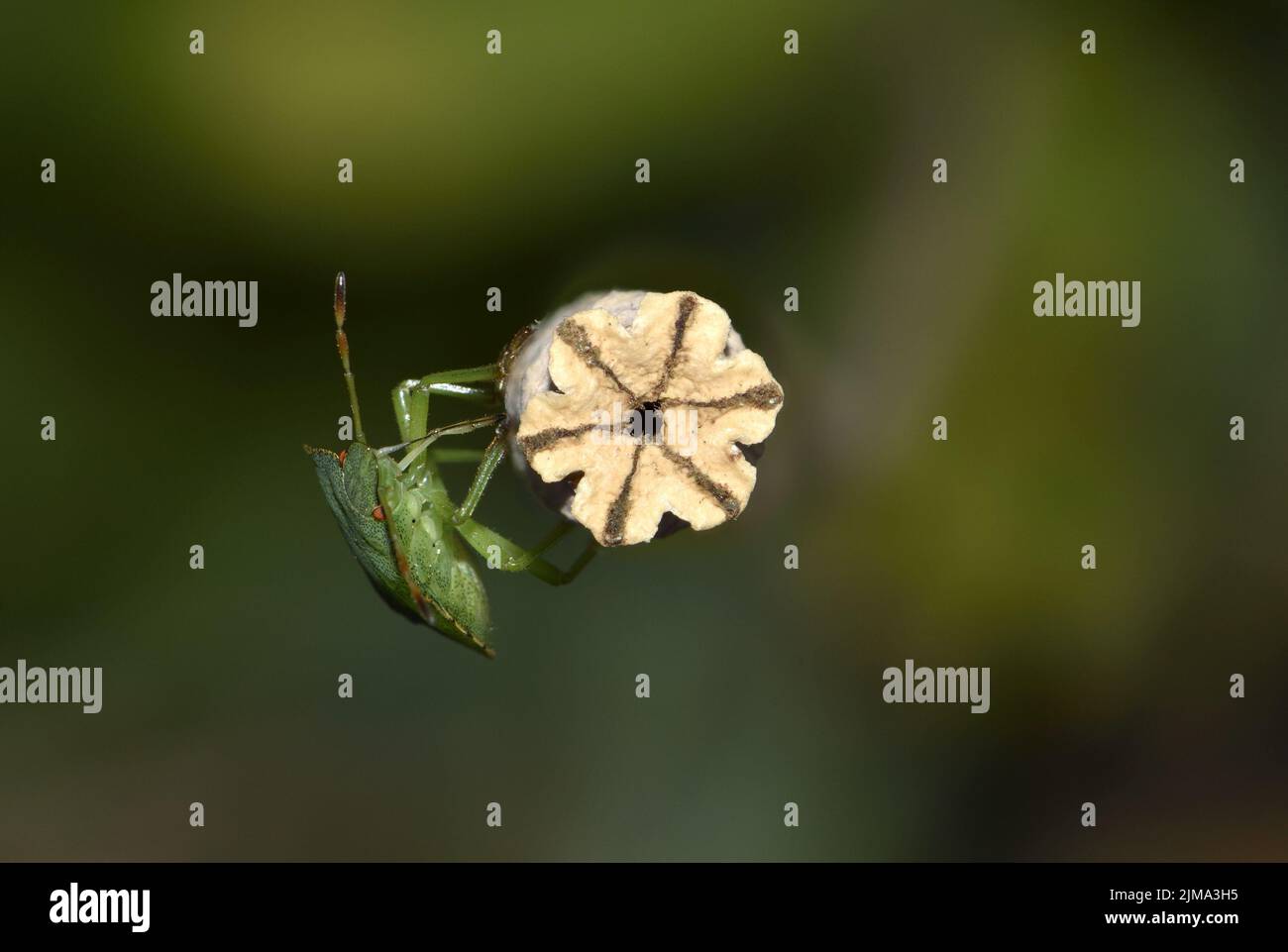 Common Green Shield Bug / Green Stink Bug (Palomena prasina) nymph ...