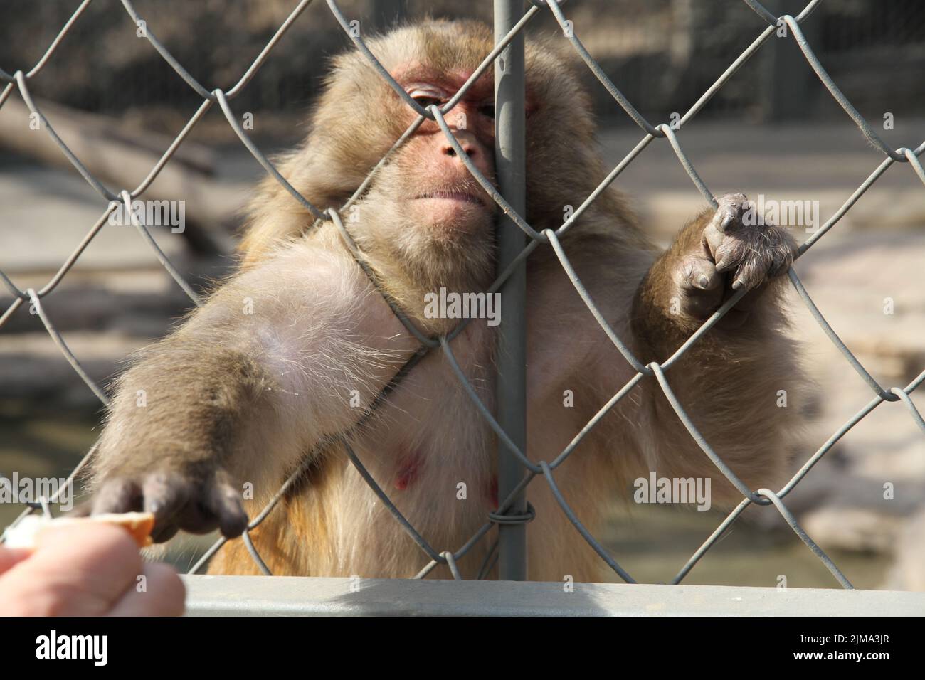 Beijing zoo monkeys hi-res stock photography and images - Alamy