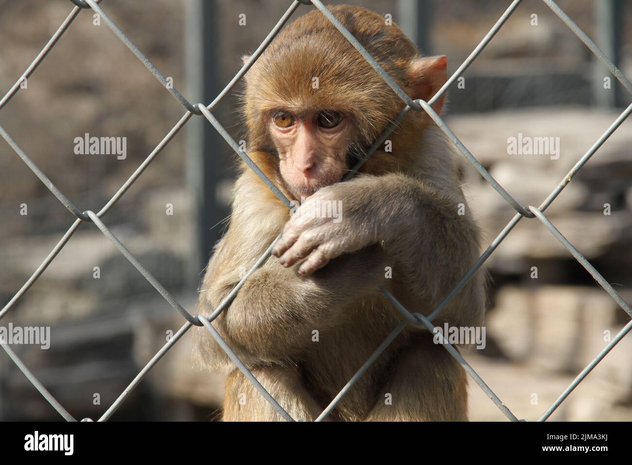 Beijing zoo monkeys hi-res stock photography and images - Alamy