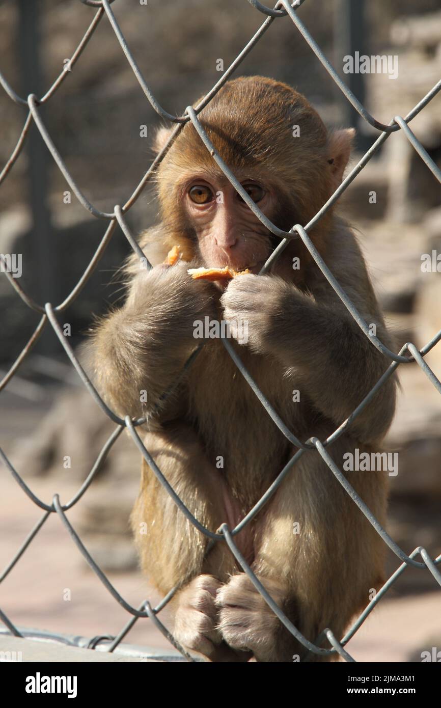 Beijing zoo monkeys hi-res stock photography and images - Alamy