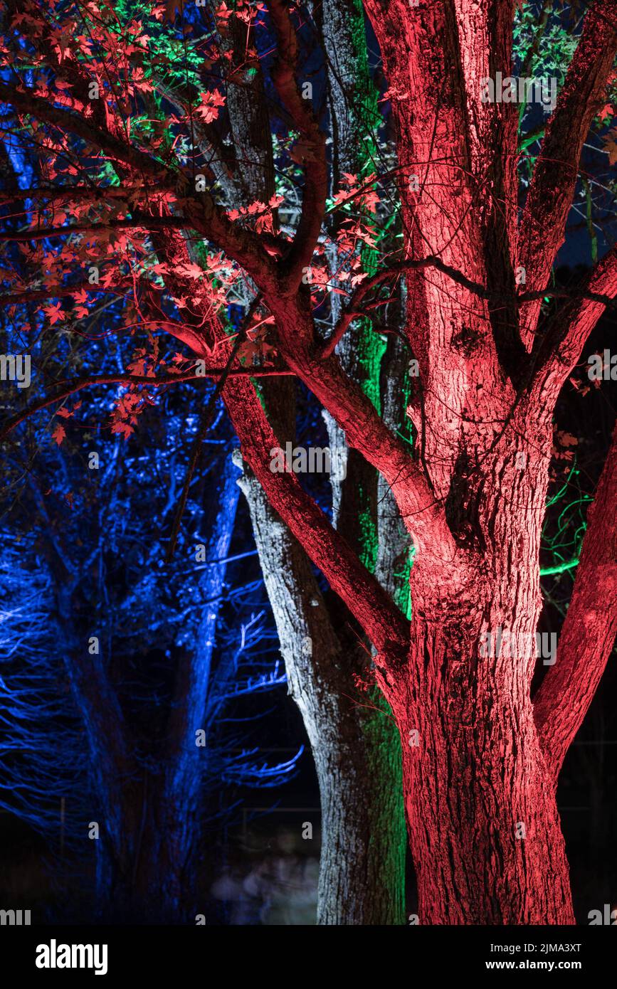 Tree trunks lit in red white and blue for halloween Stock Photo - Alamy