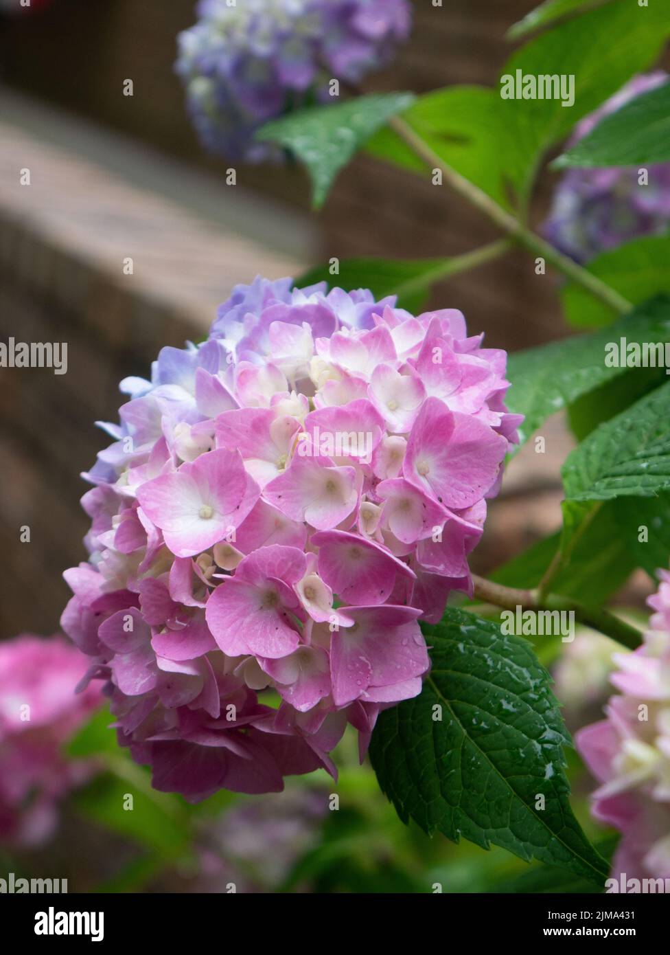 Pink and purple hydrangea flower close up Stock Photo - Alamy