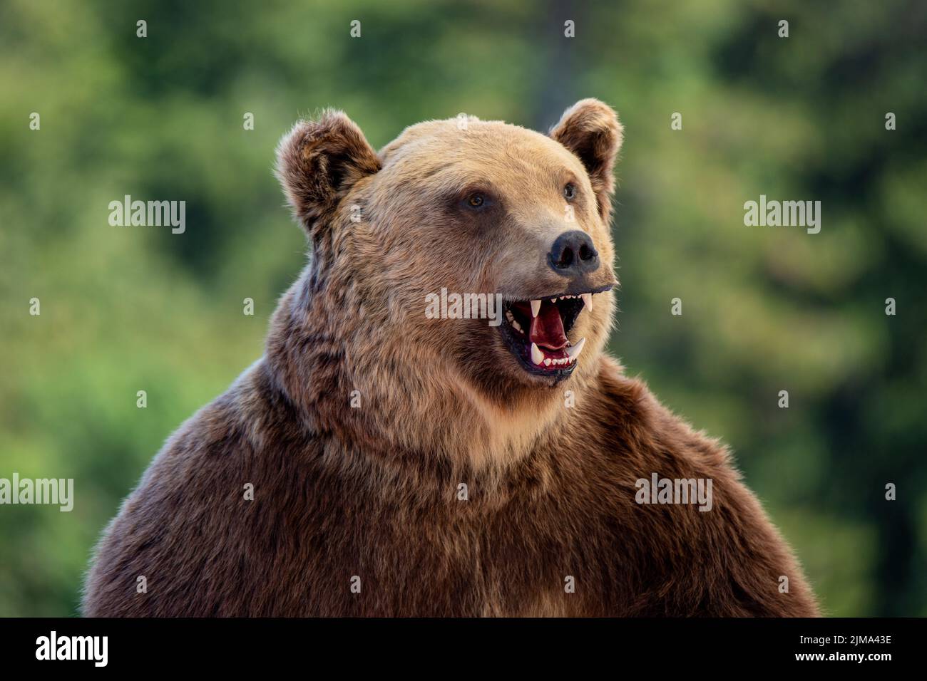 a close-up of a stuffed bear, face, aggresive Stock Photo - Alamy