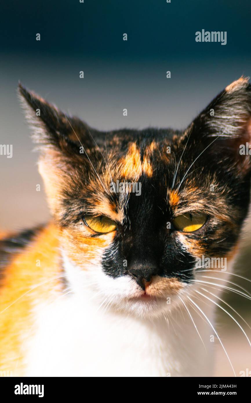 A vertical close-up shot of a muzzle of a calico cat looking to the ...