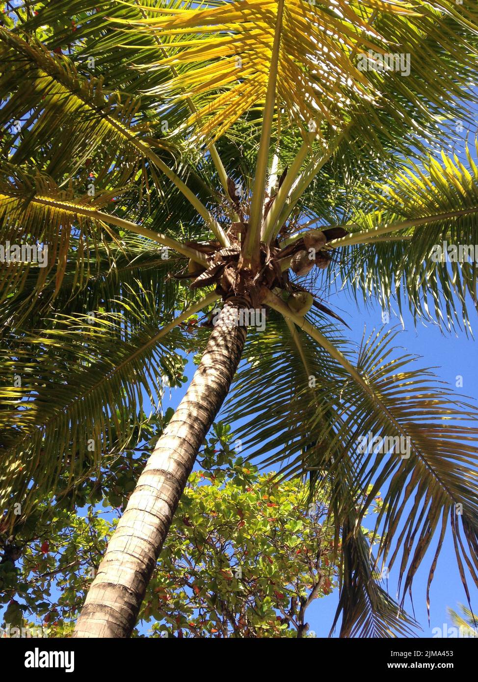 Palm Tree in Puerto Rico Stock Photo - Alamy