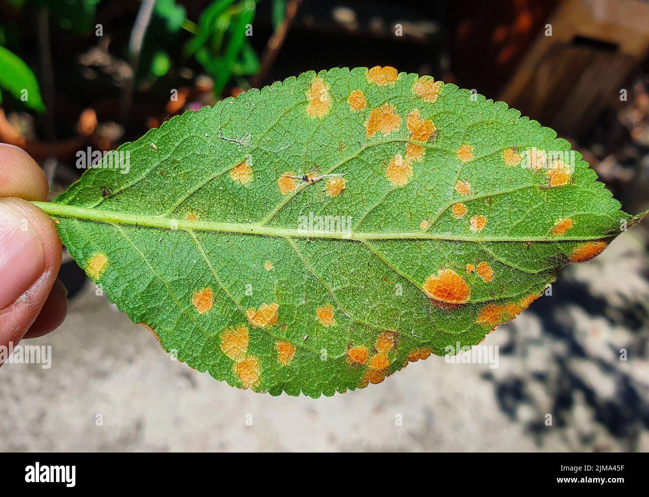 a close-up with a diseased apricot leaf, fungus, orange Stock Photo - Alamy