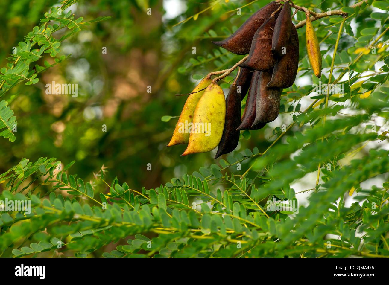Secang, Sappan tree, Caesalpinia sappan Linn seeds Stock Photo - Alamy