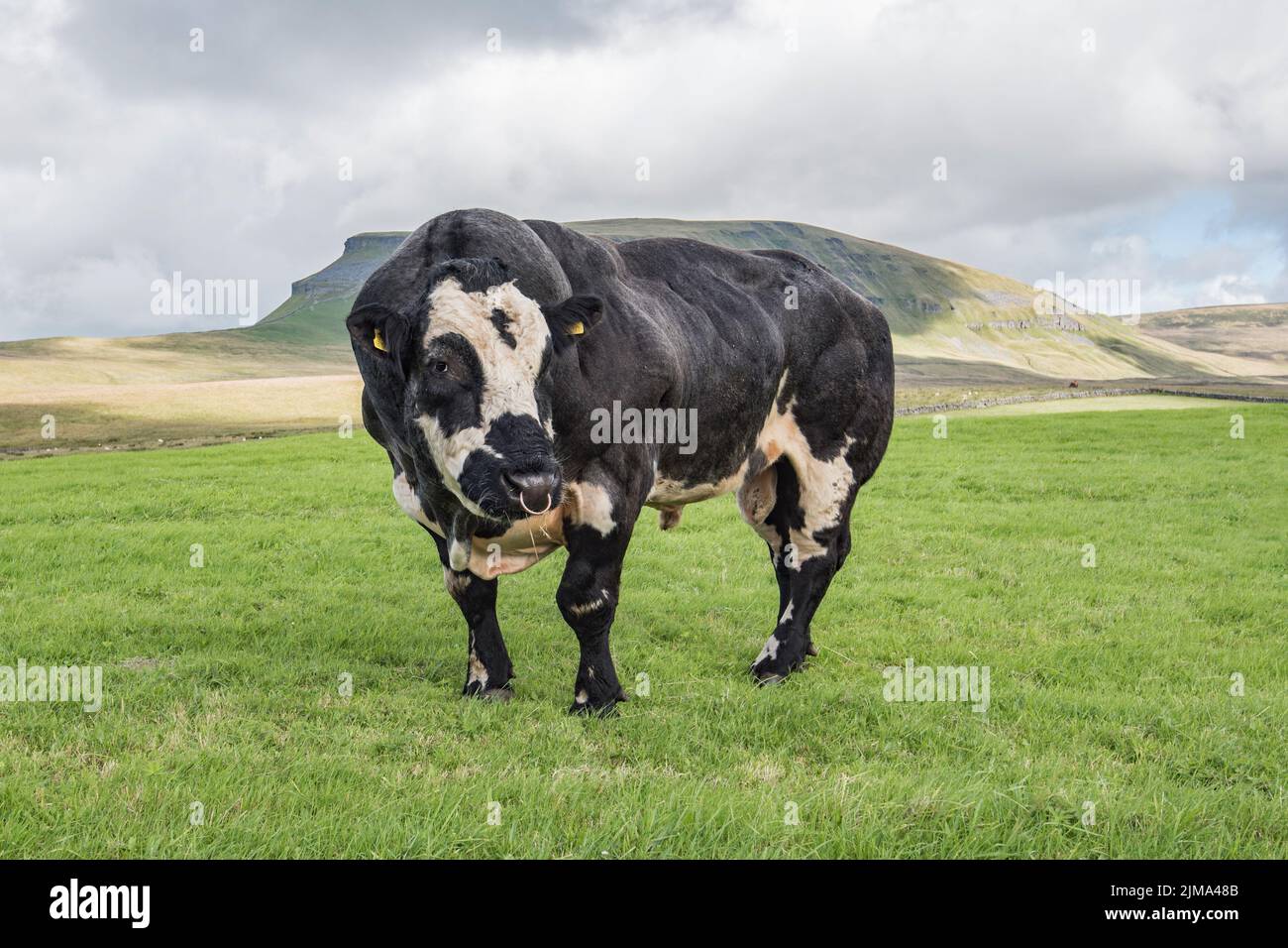 Muscular breeding bull hi-res stock photography and images - Alamy