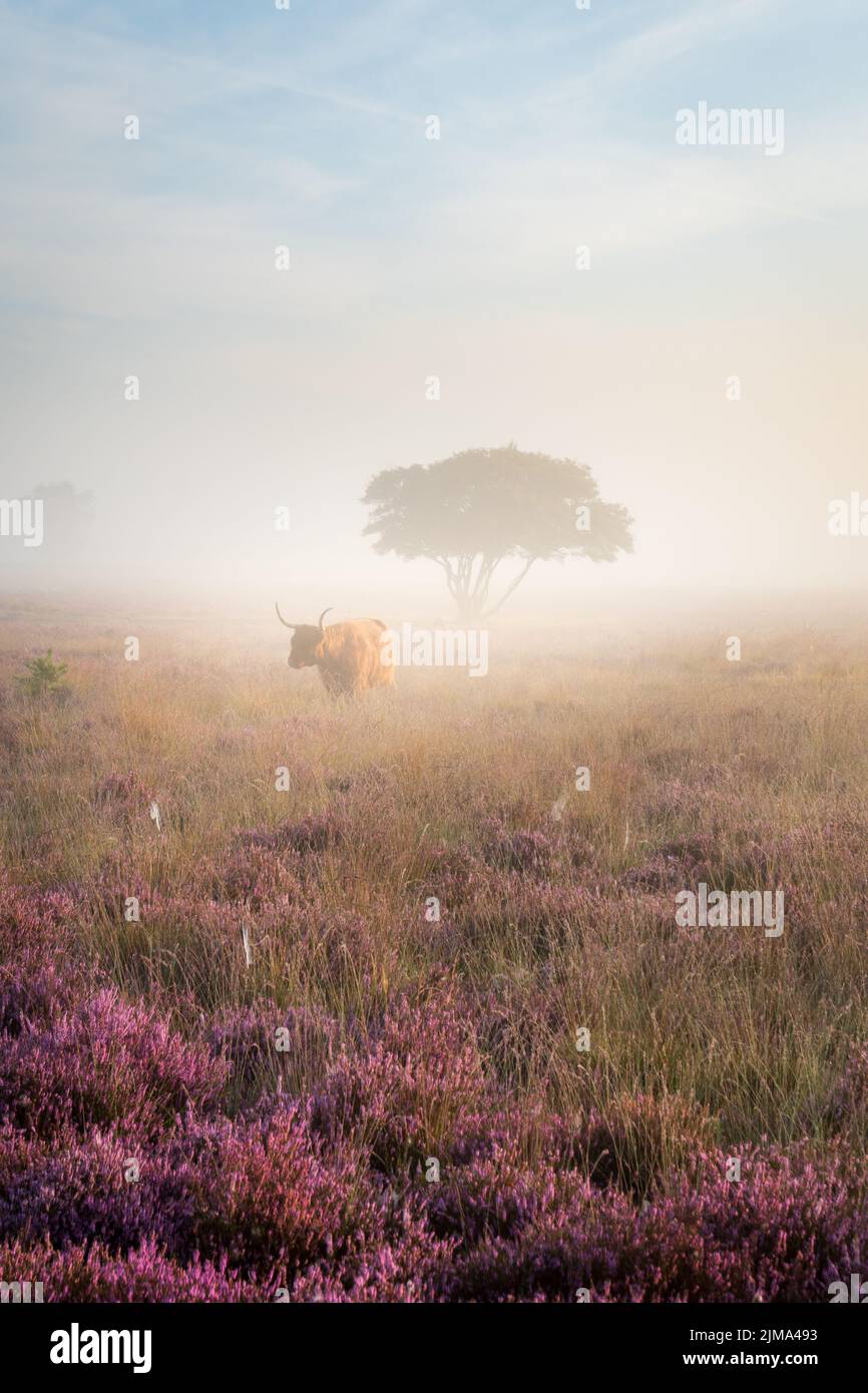 A Scottish Highlander sits comfortably eating on a misty heath. The ...