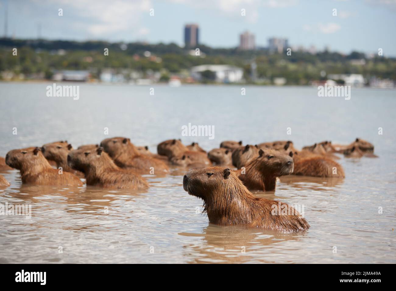 capybara and baby stand at lake Stock Photo - Alamy