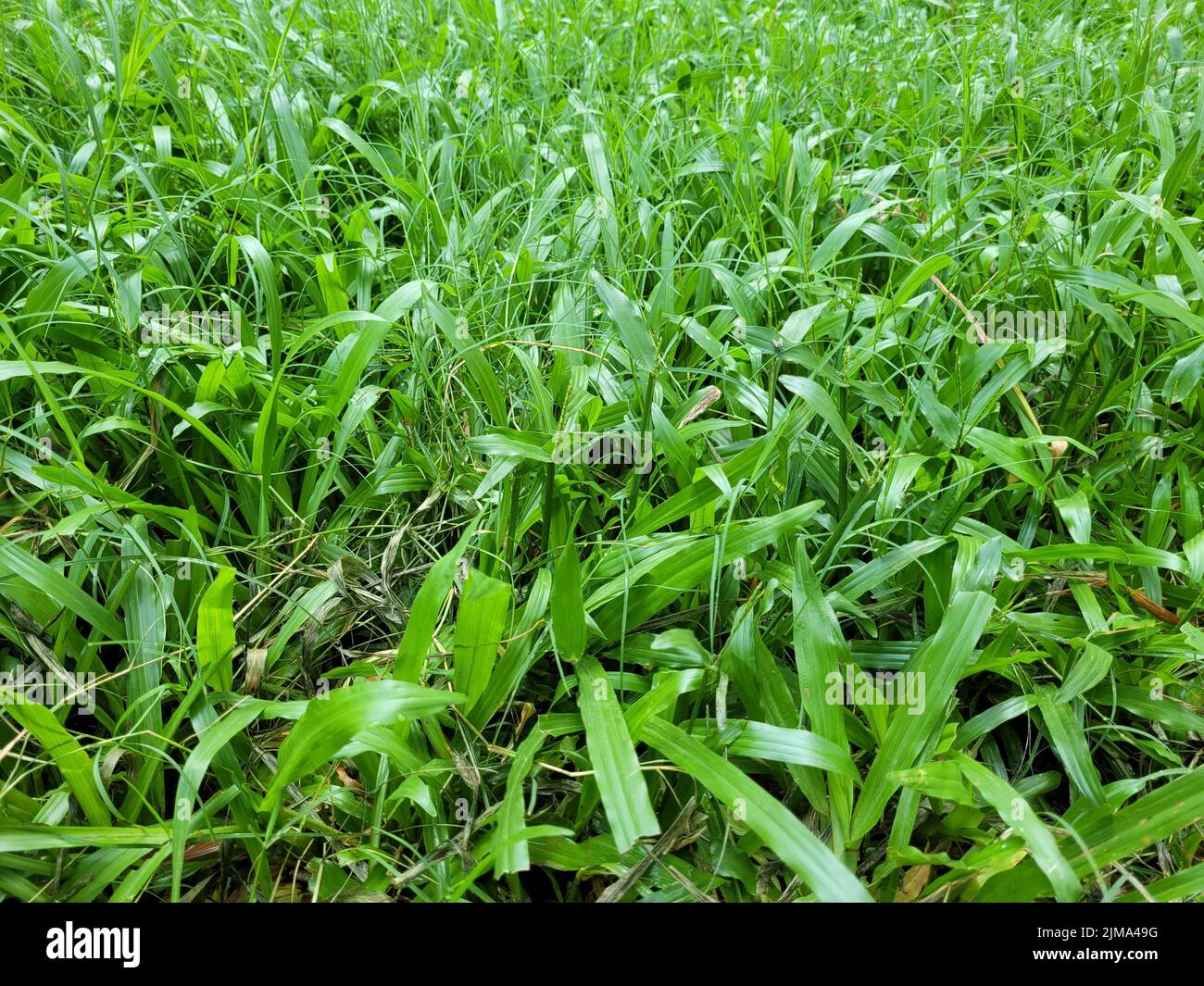 Ground level of fresh green grass growing in rainy season at playground ...