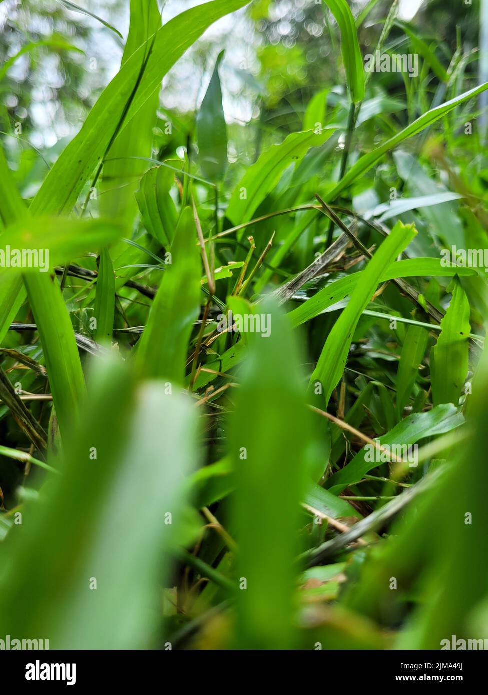 Ground level of fresh green grass growing in rainy season at playground ...