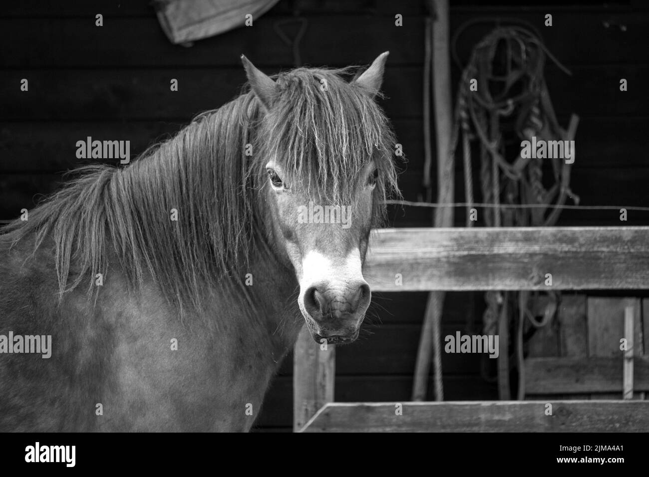 A selective focus grayscale shot of a horse in a farm looking to the ...
