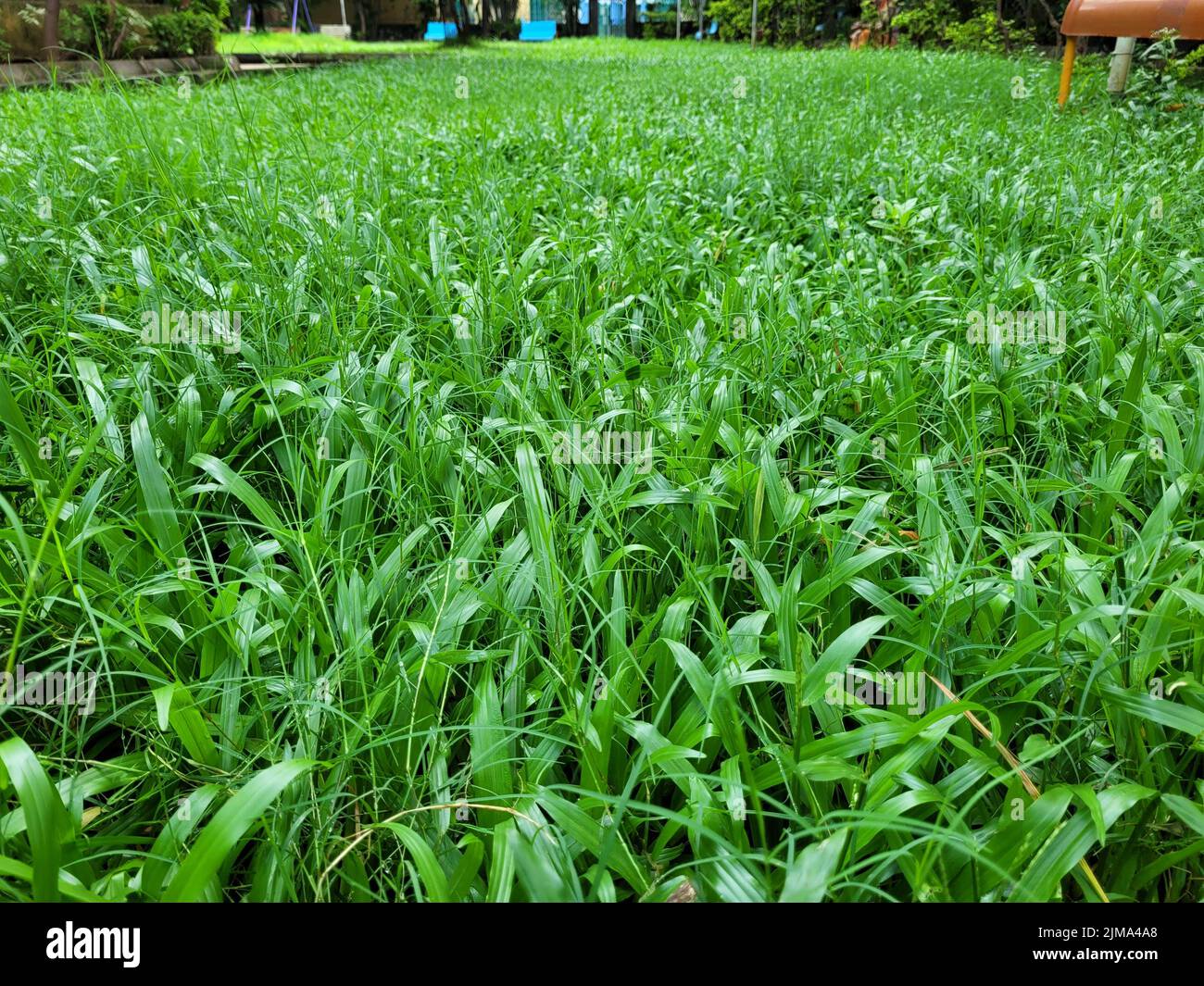 Ground level of fresh green grass growing in rainy season at playground ...
