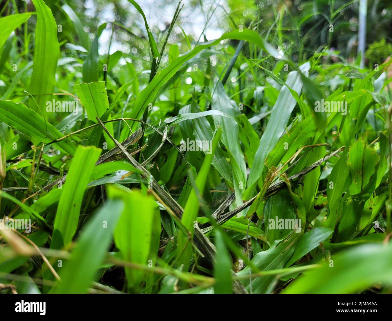 Ground level of fresh green grass growing in rainy season at playground ...
