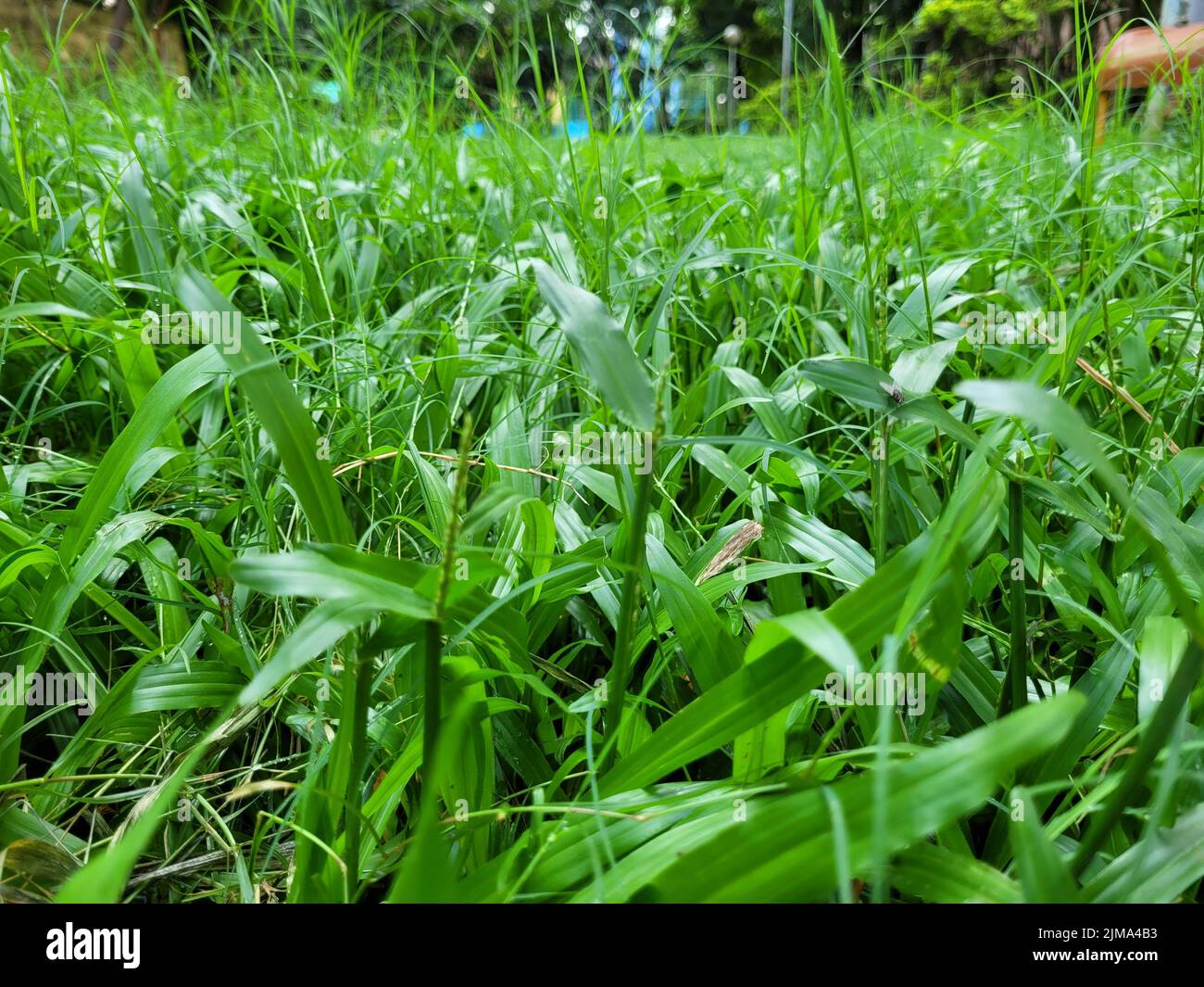 Ground level of fresh green grass growing in rainy season at playground ...