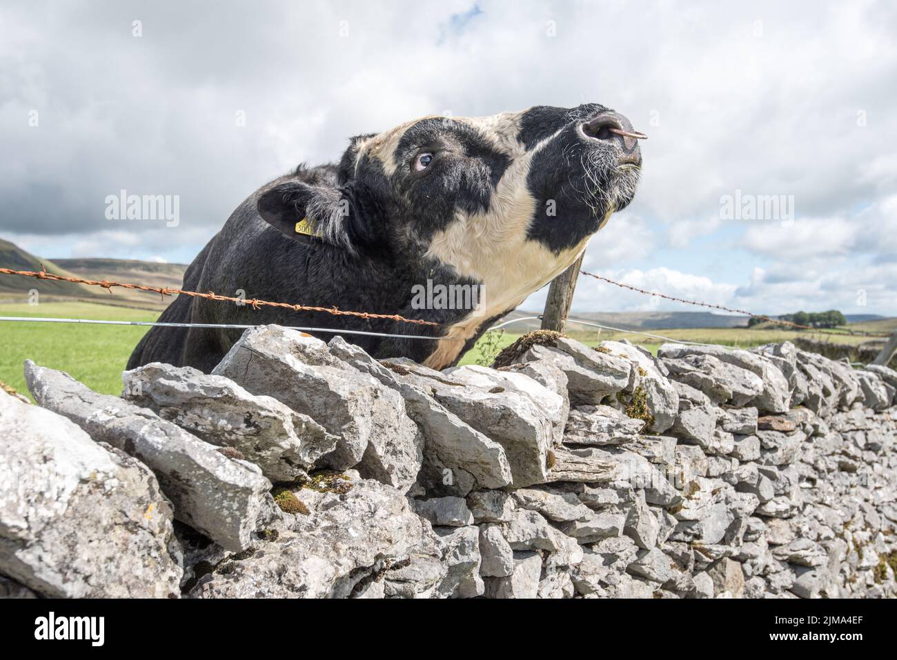Bull in field near pen y ghent hi-res stock photography and images - Alamy
