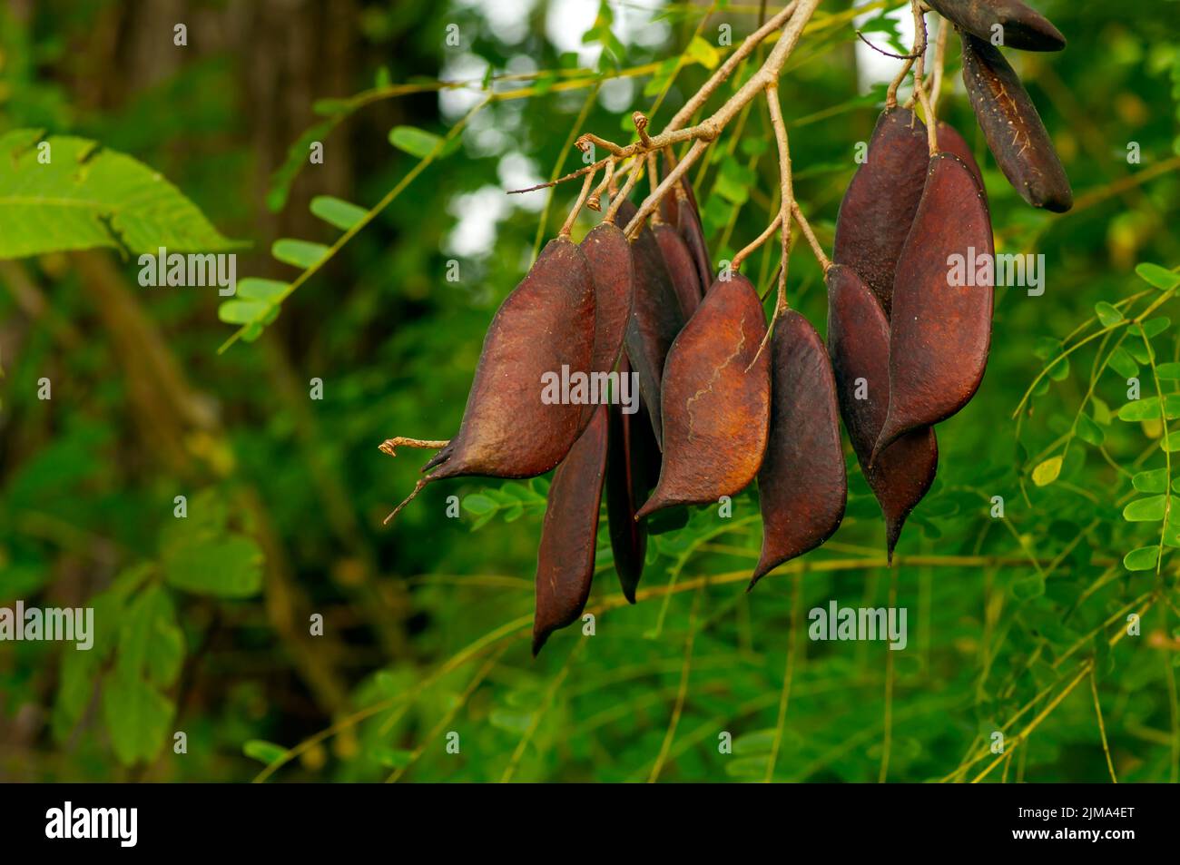 Secang, Sappan tree, Caesalpinia sappan Linn seeds Stock Photo - Alamy