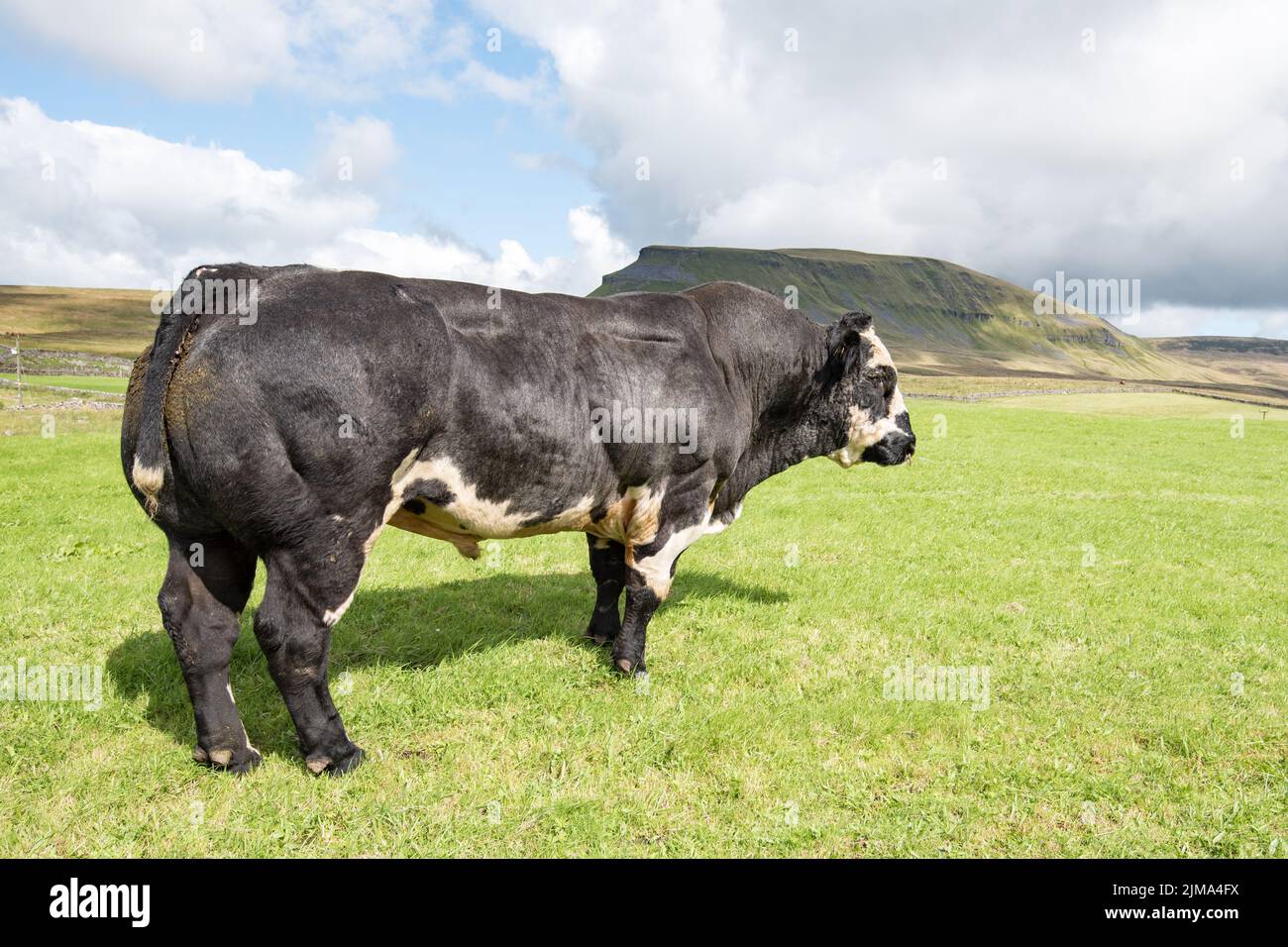 Well muscled bull grazing in a field below Pen-y-Ghent, a 2000 ft (plus ...