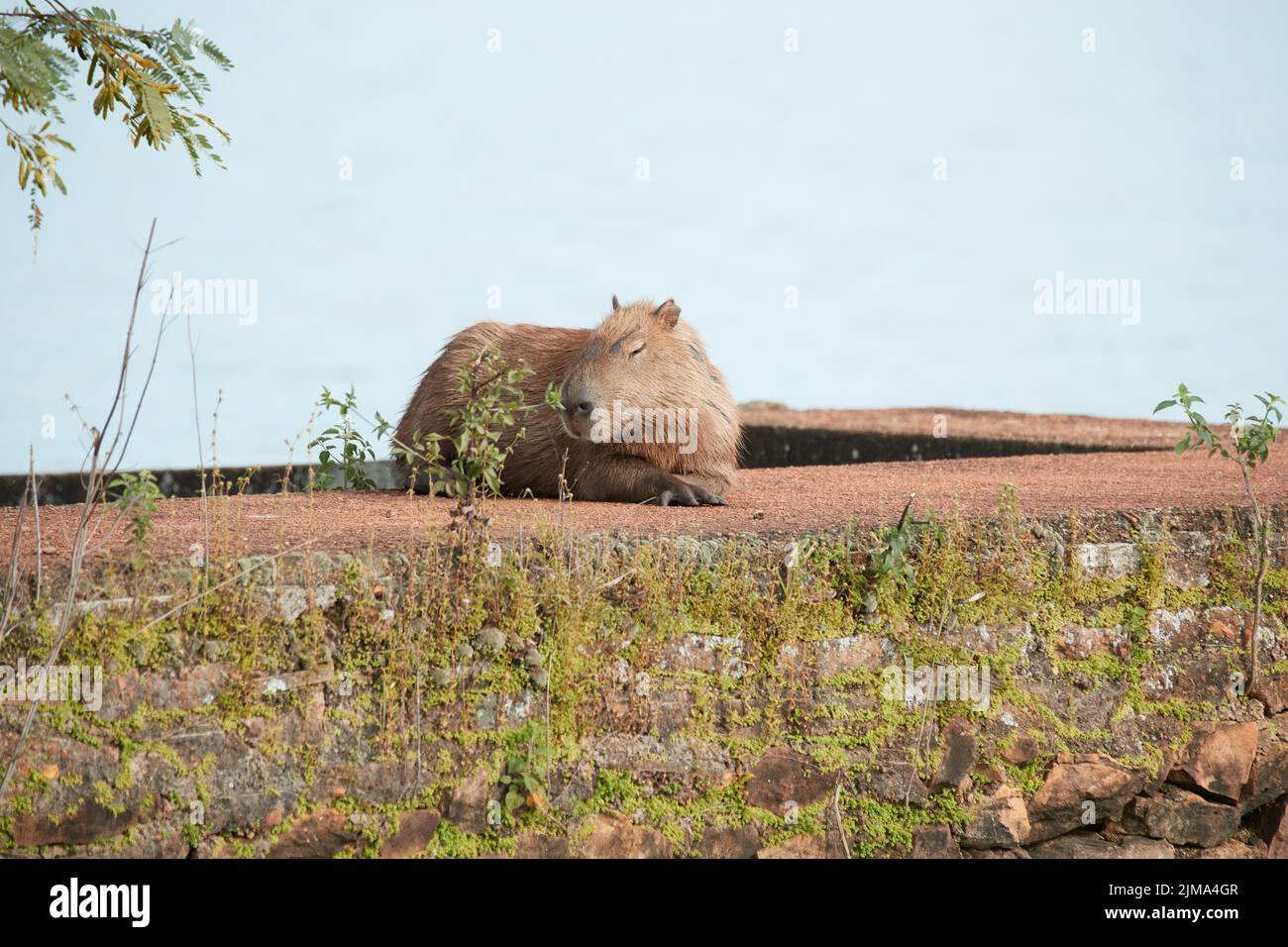 Capybara and baby stand at the lake Stock Photo - Alamy