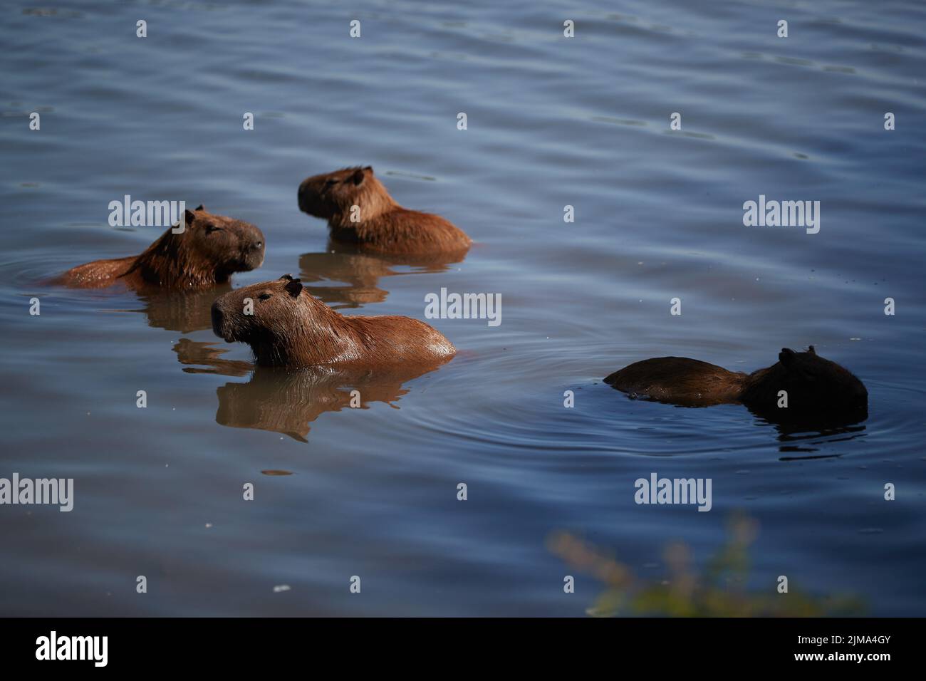 capybara and baby stand at lake Stock Photo - Alamy