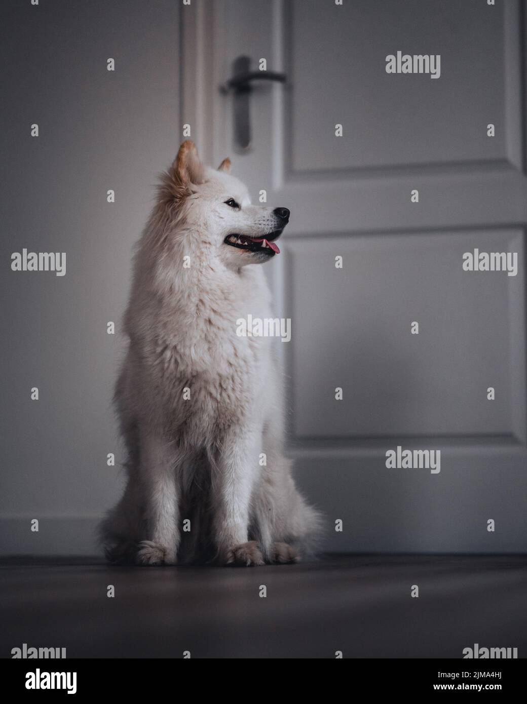 A vertical shot of an adorable Samoyed dog Stock Photo - Alamy