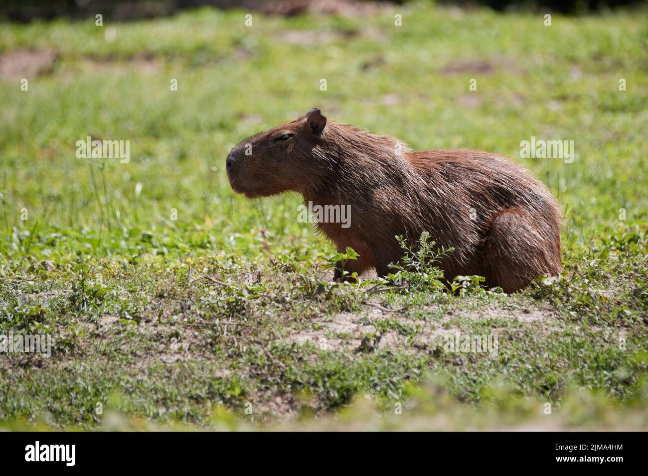 capybara and baby stand at lake Stock Photo - Alamy