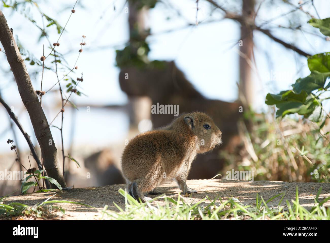 capybara and baby stand at lake Stock Photo - Alamy