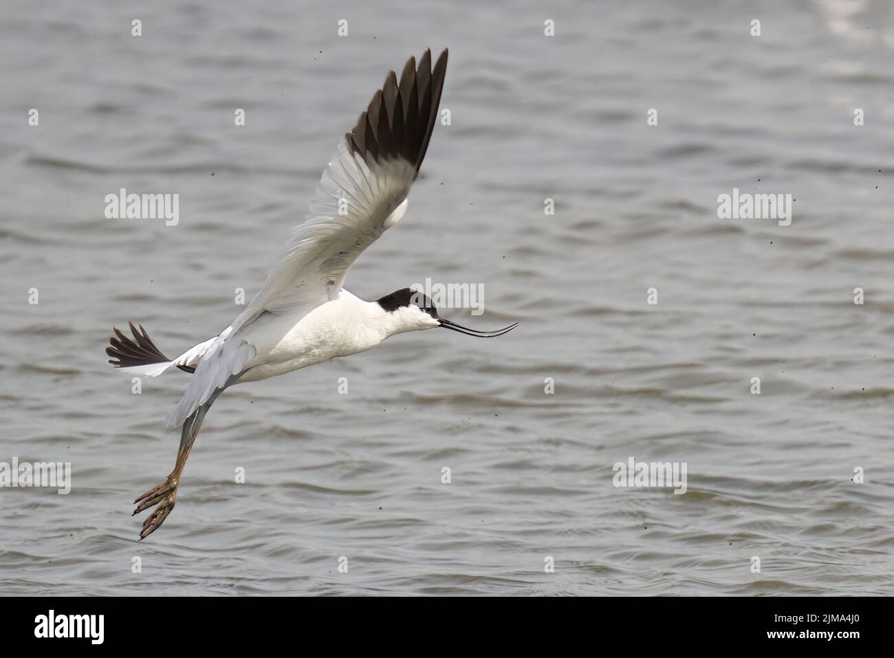 A closeup view of the Pied Avocet flying over a lake Stock Photo - Alamy