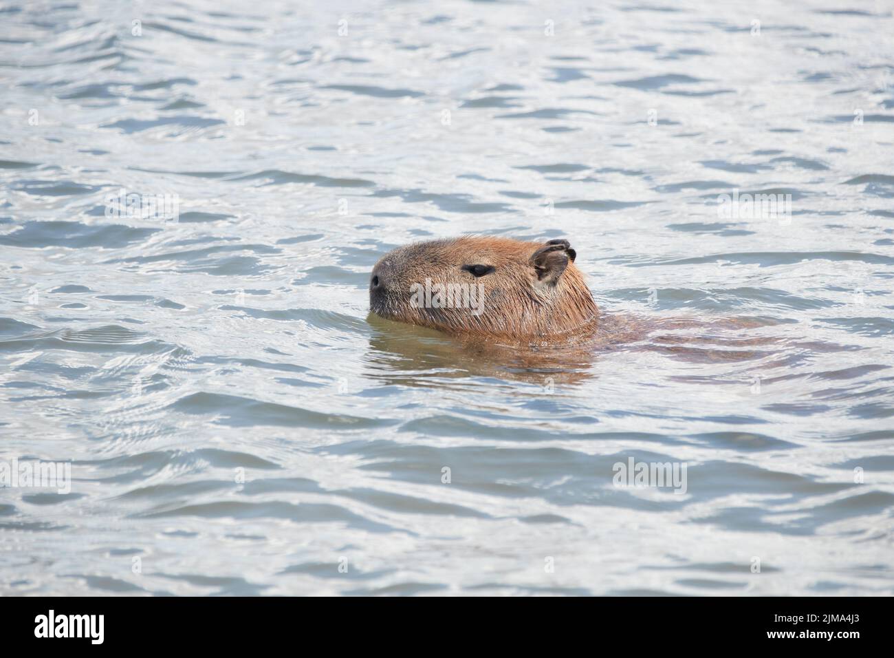 capybara and baby stand at lake Stock Photo - Alamy