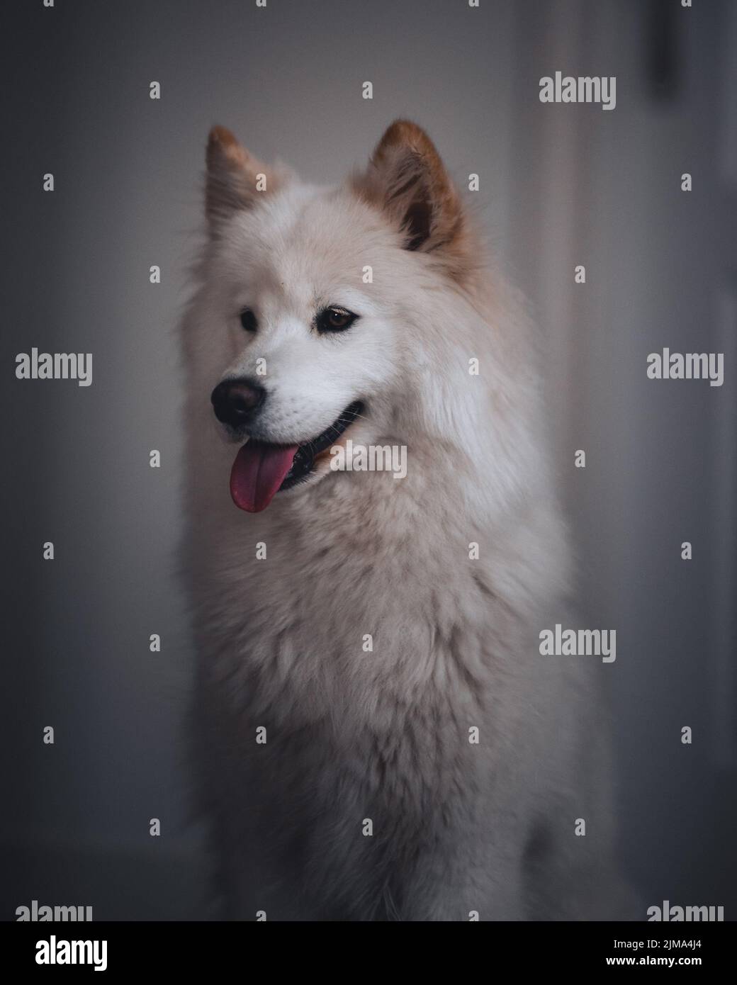 A vertical shot of an adorable Samoyed dog Stock Photo - Alamy