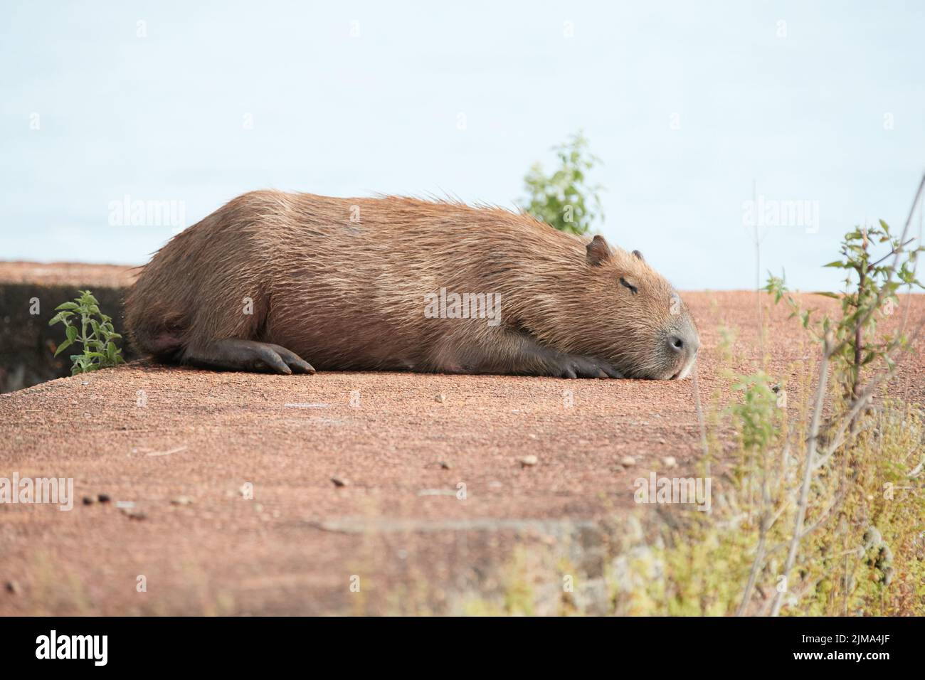 capybara and baby stand at lake Stock Photo - Alamy