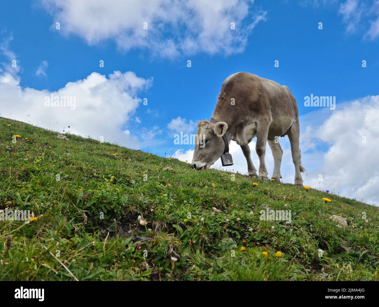 lonely cow grazing on a steep slope Stock Photo - Alamy