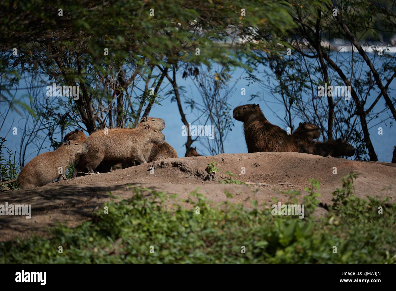 capybara and baby stand at lake Stock Photo - Alamy