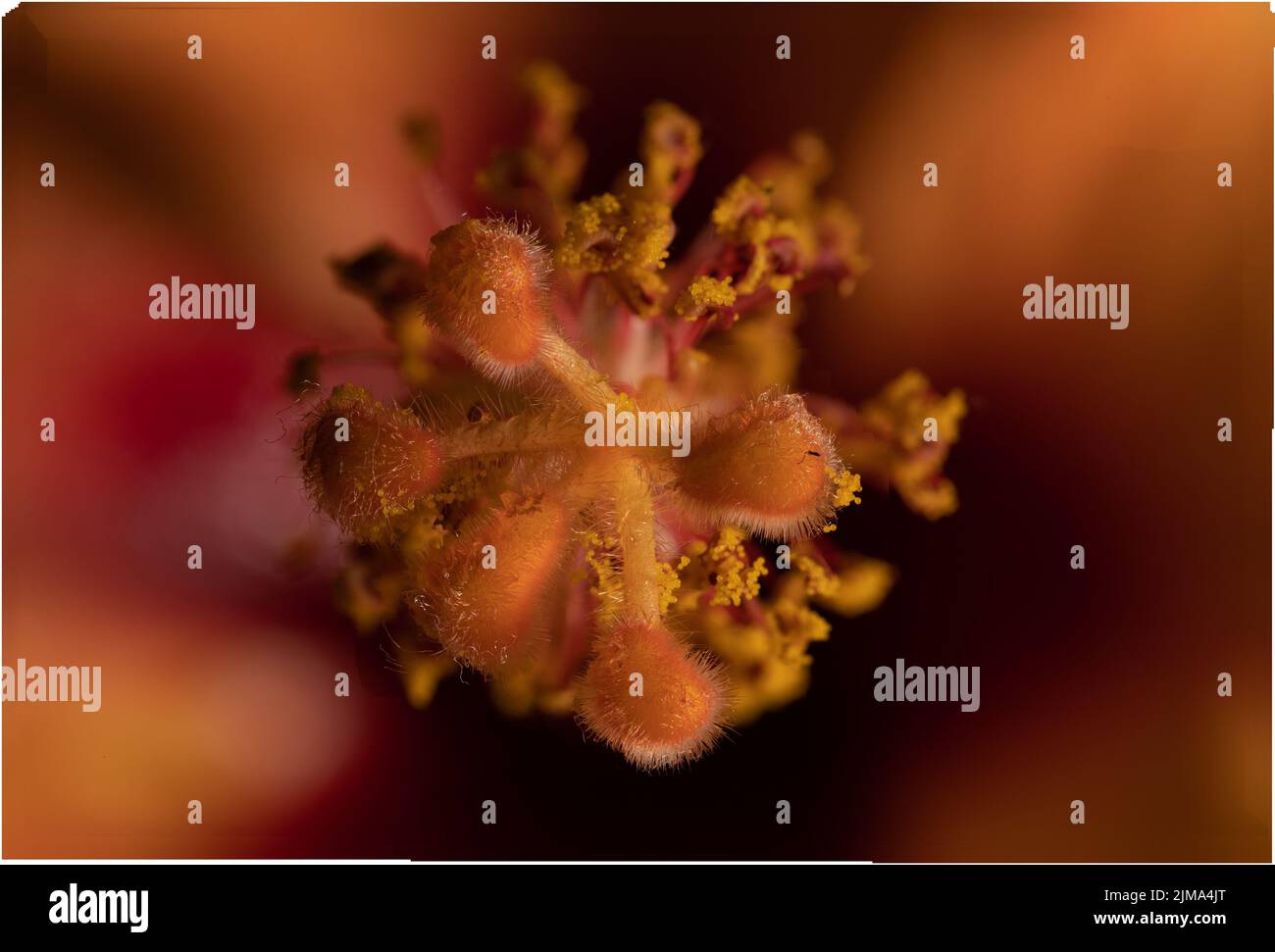 beautiful colorful flowers in nature Stock Photo - Alamy