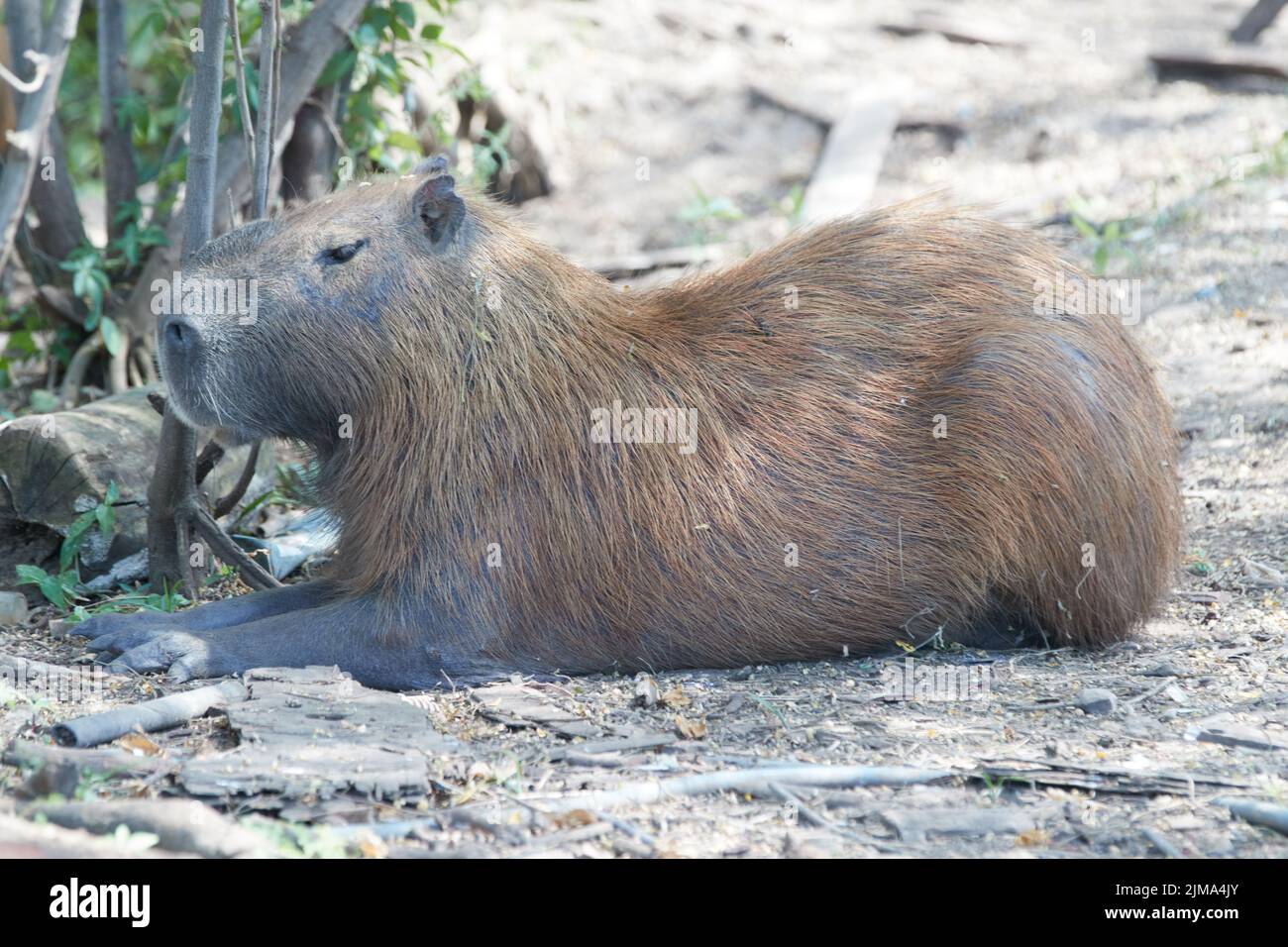 capybara and baby stand at lake Stock Photo - Alamy