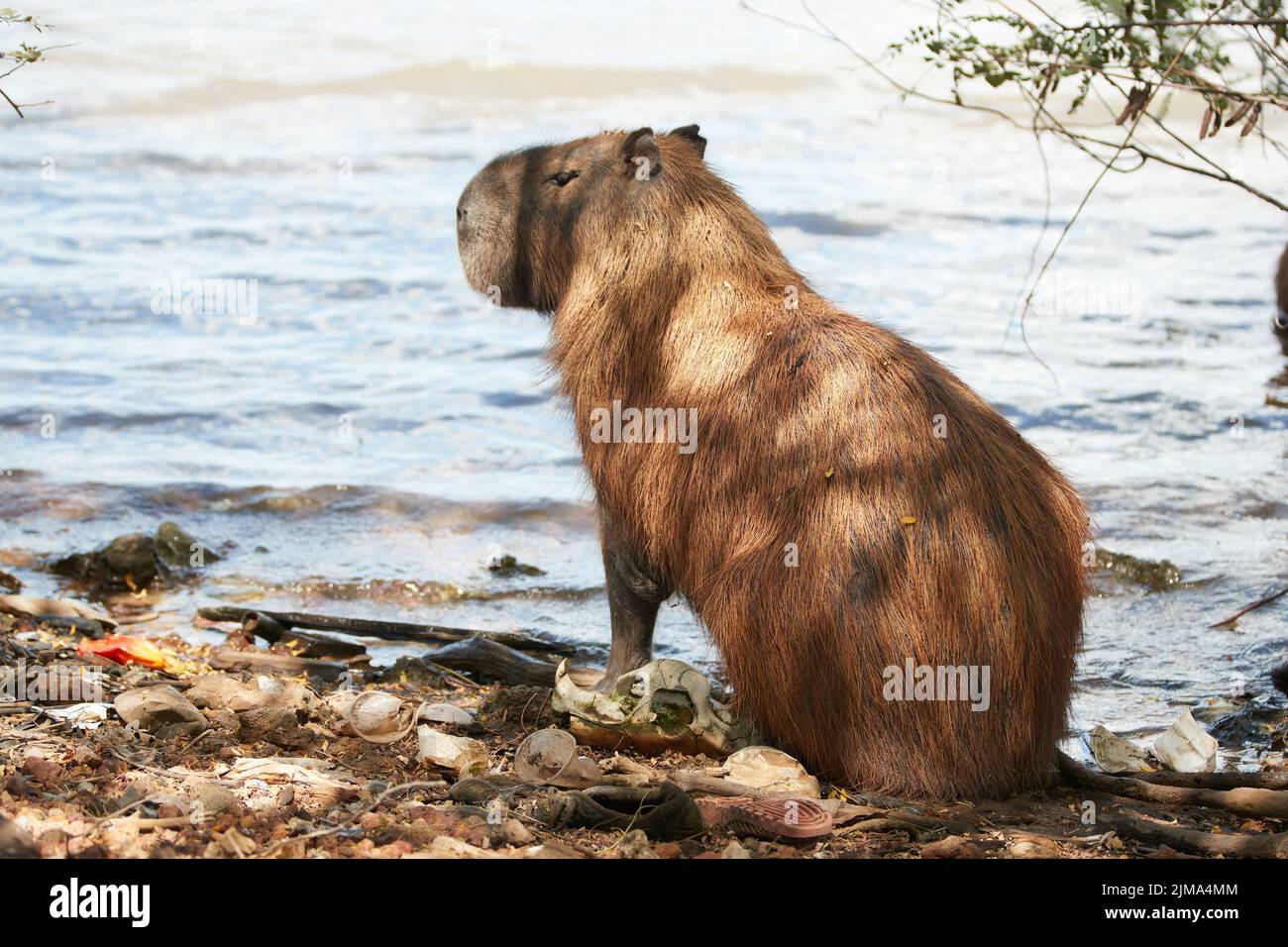 capybara and baby stand at lake Stock Photo - Alamy