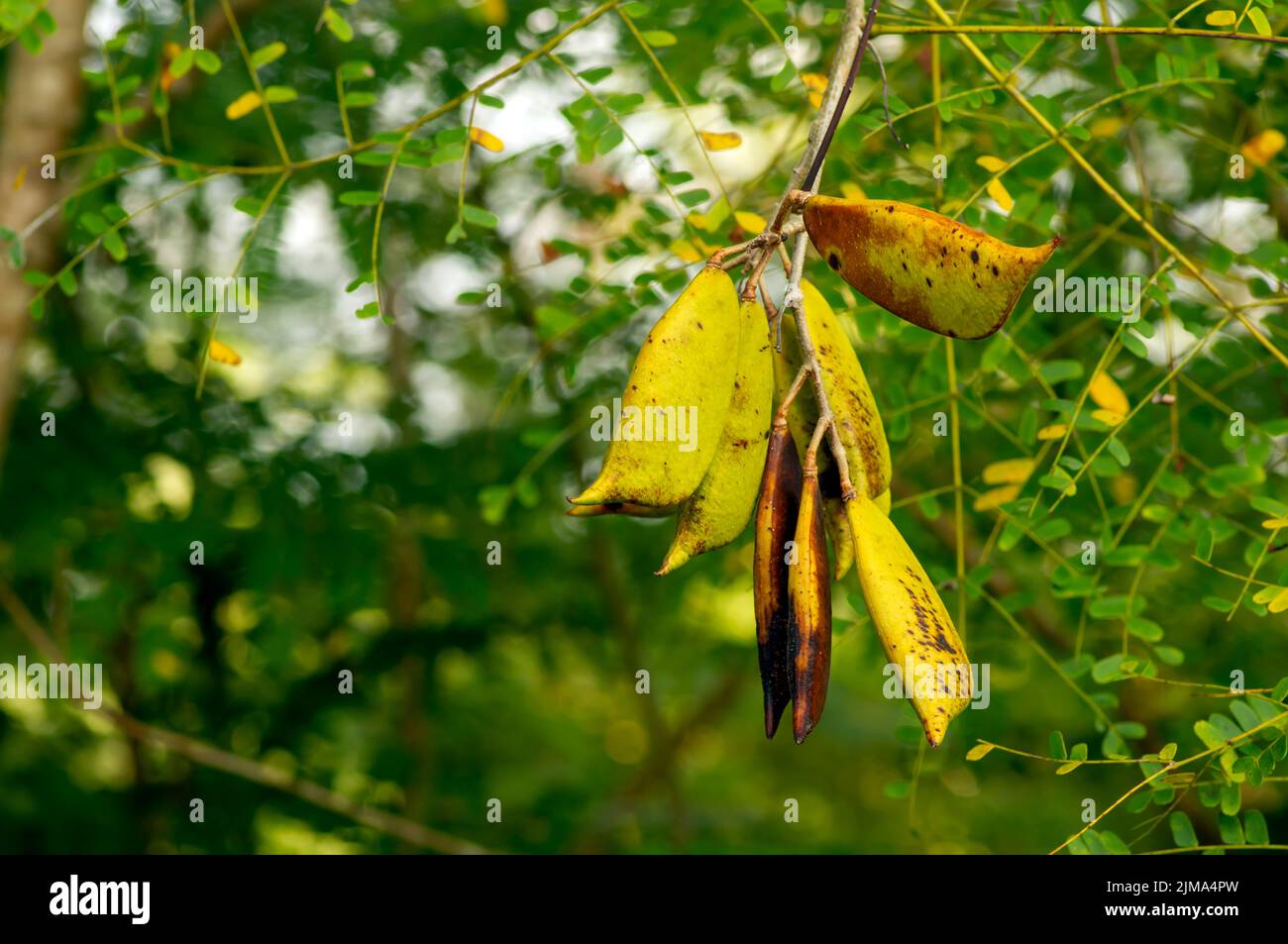 Secang, Sappan tree, Caesalpinia sappan Linn seeds Stock Photo - Alamy
