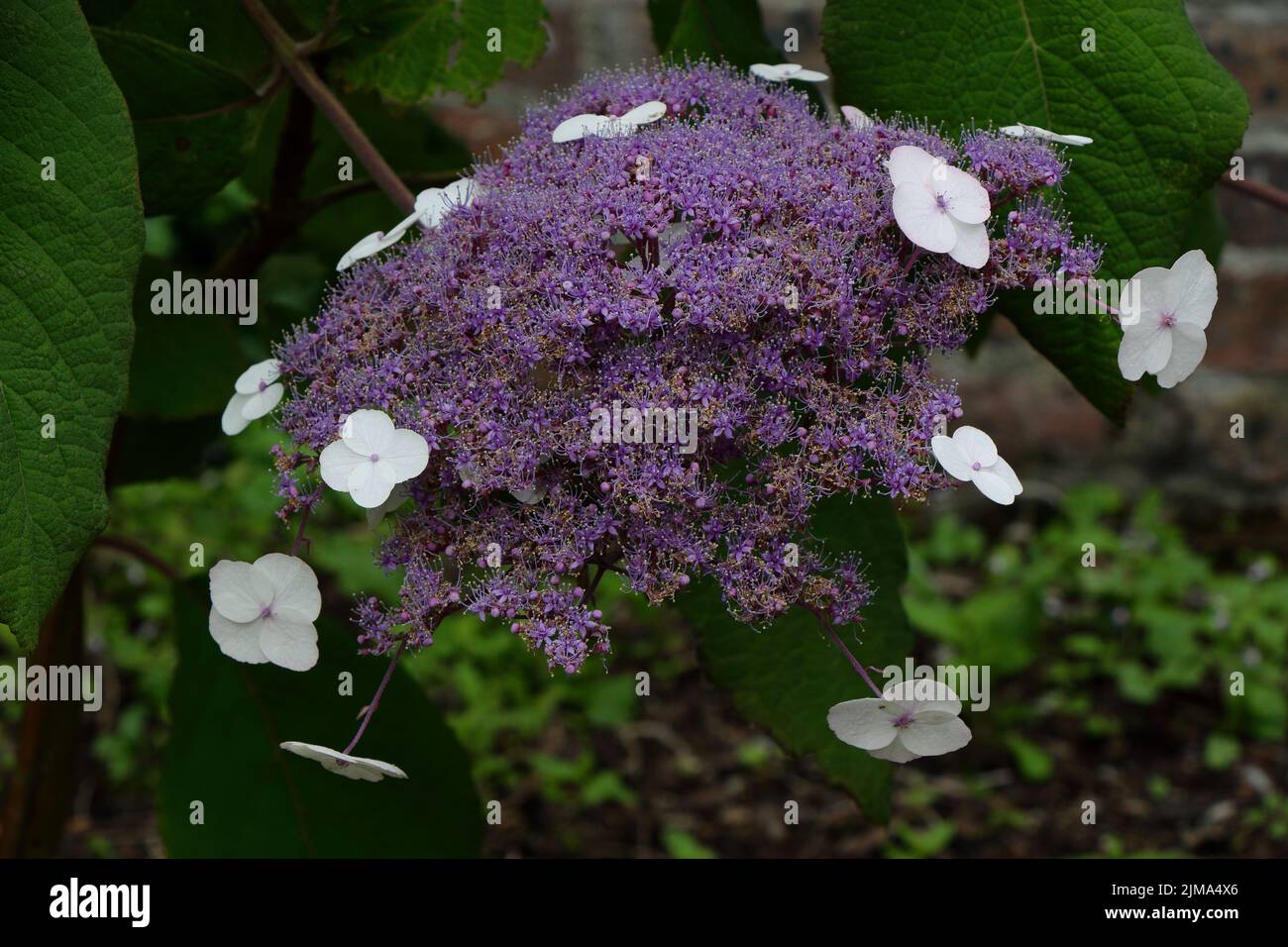 A closeup shot of the Hydrangea rough Sargent Stock Photo - Alamy