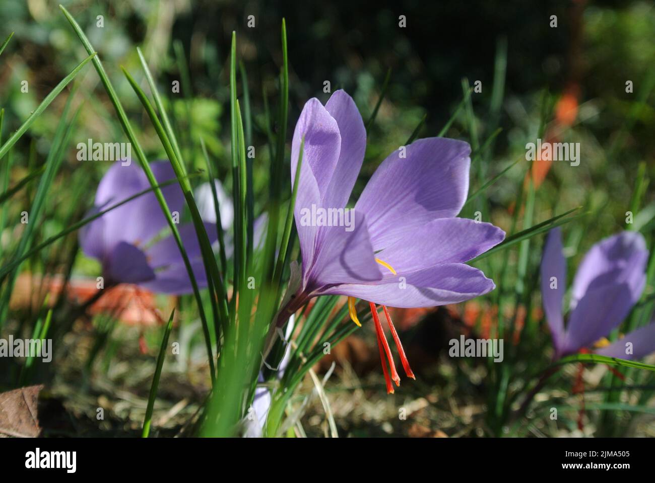 Fiore di zafferano Stock Photo - Alamy