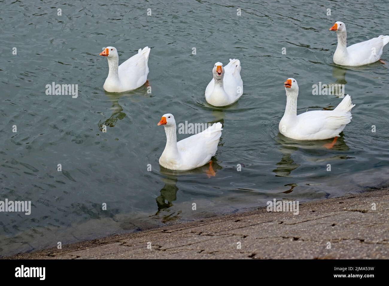 The group of Emden geese swimming in the lake Stock Photo - Alamy