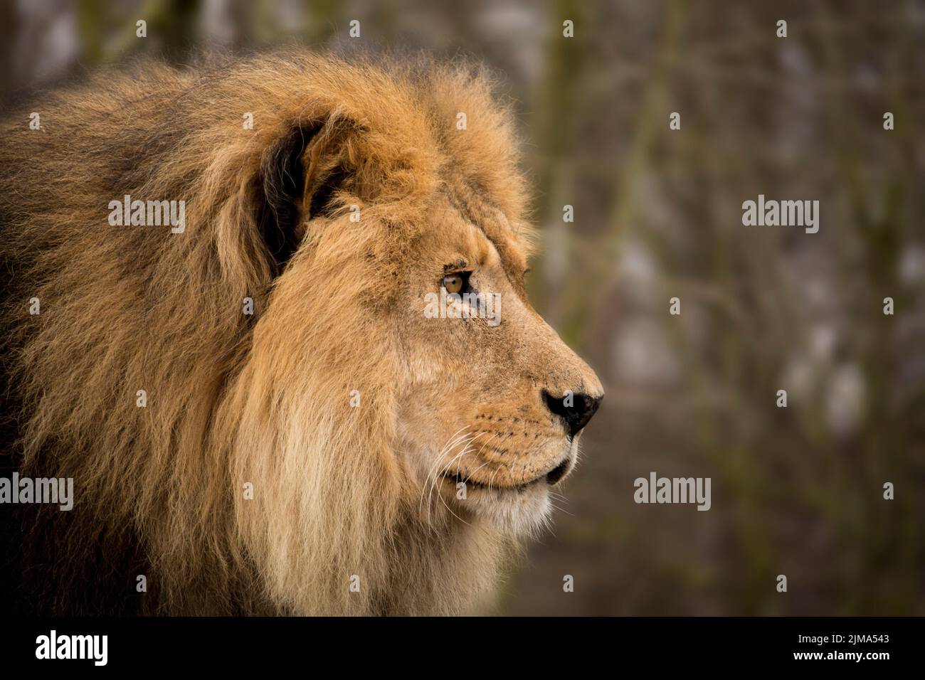 A closeup of a male lion. Side view Stock Photo - Alamy