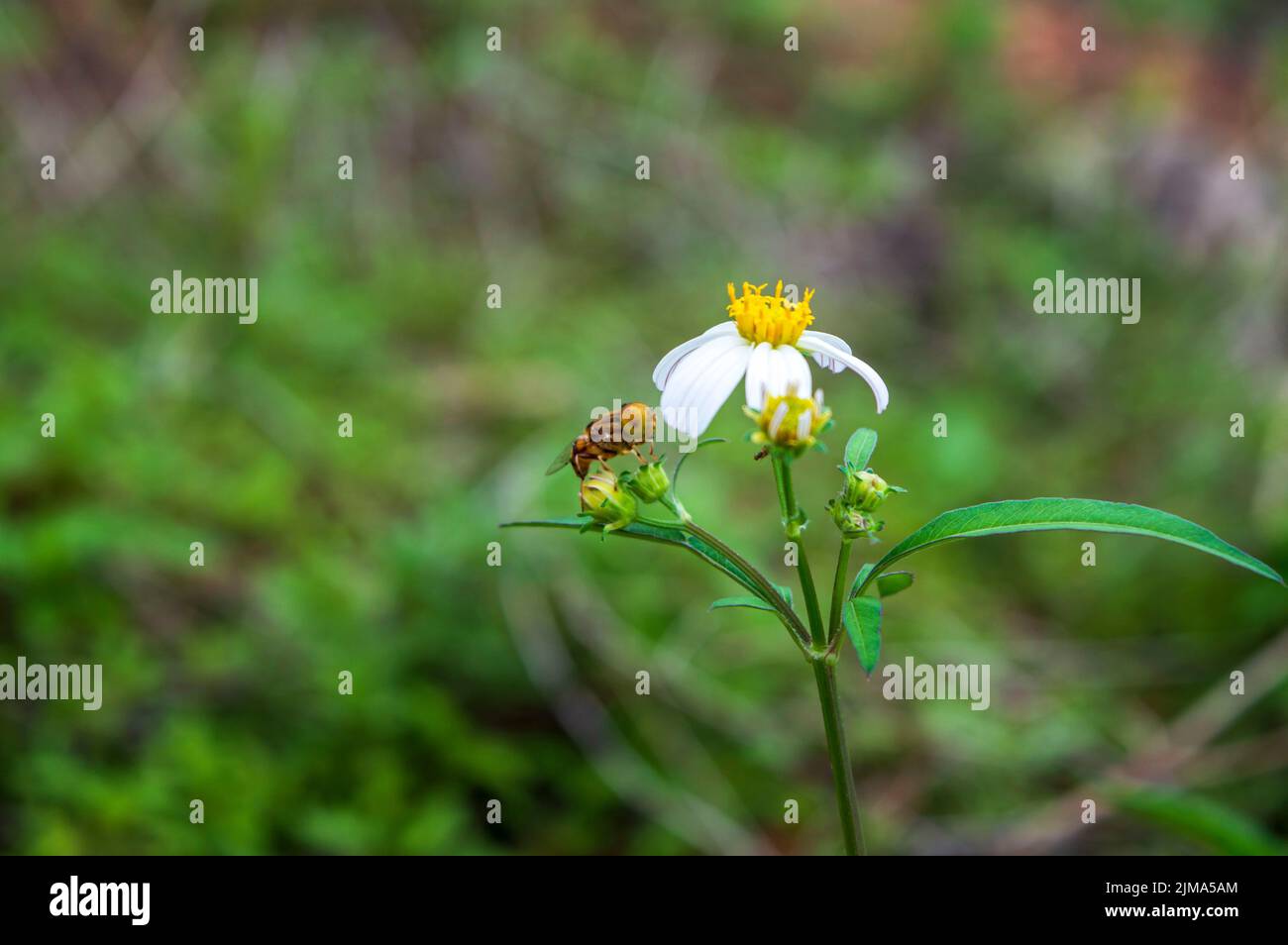 insects that perch on the bidens pilosa flower. nature photography ...