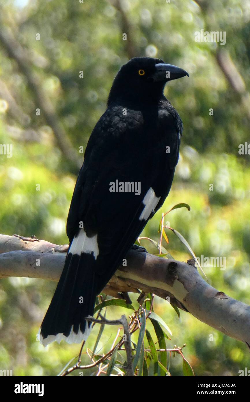 full length view of pied currawong bird perched on eucalyptus tree ...