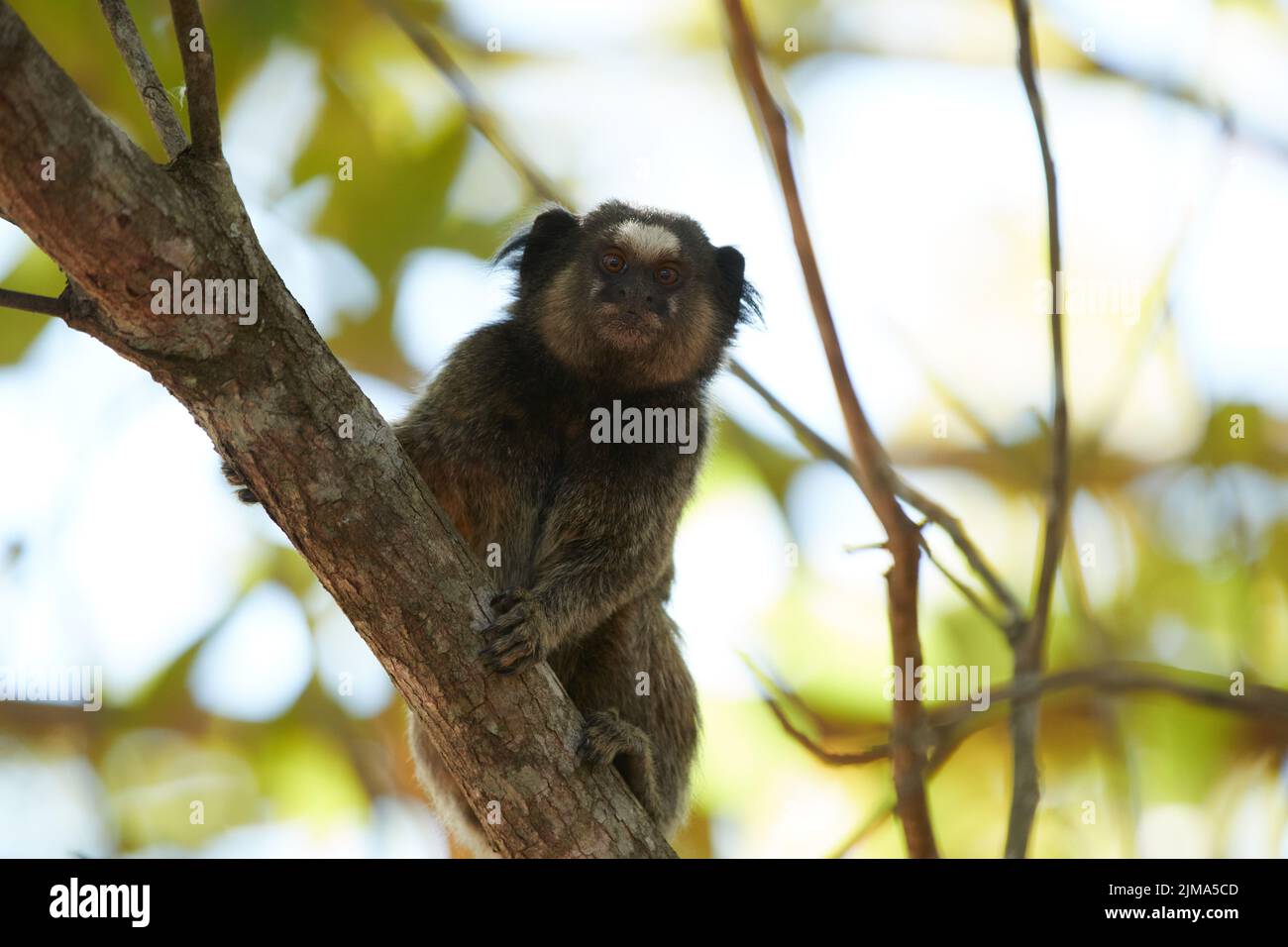 wild primate of Brazil forest Stock Photo - Alamy