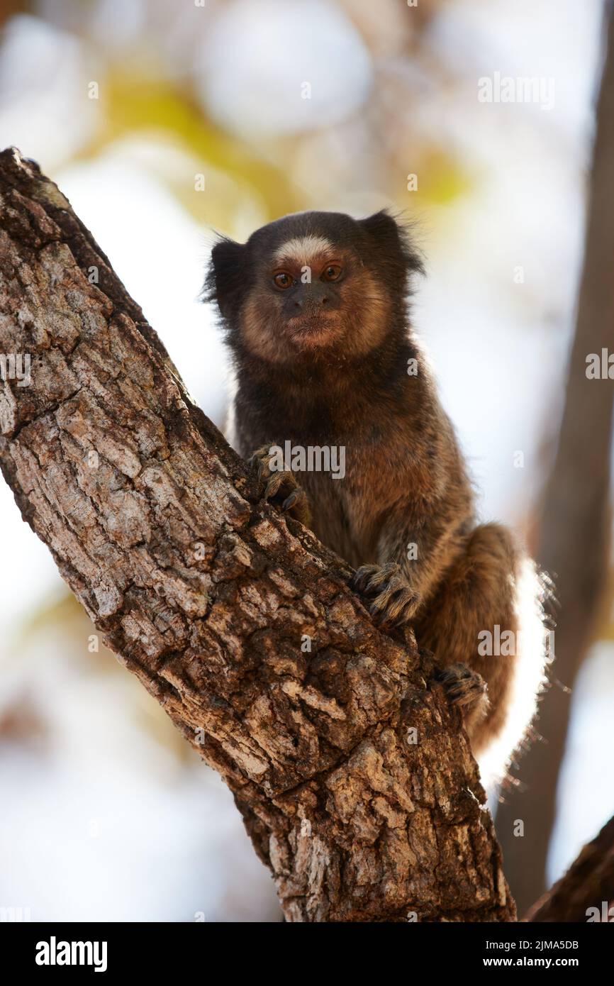 wild primate of Brazil forest Stock Photo - Alamy