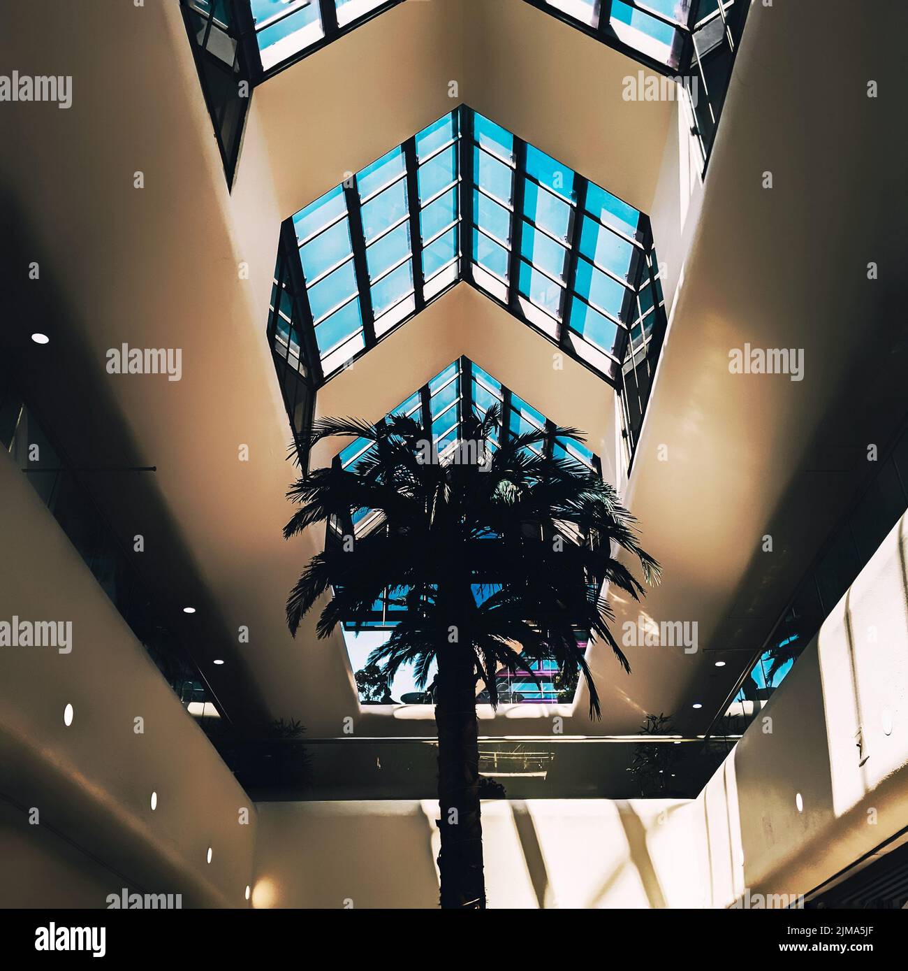 A vertical shot of a palm tree inside the building with a glass ceiling ...