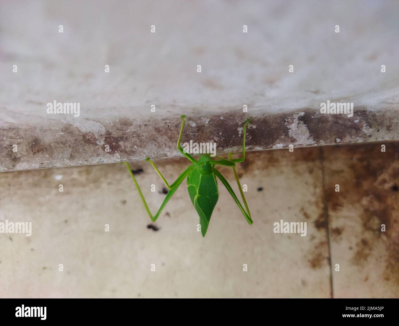 A Common True Katydid, Pterophylla camellifoli, in the family ...