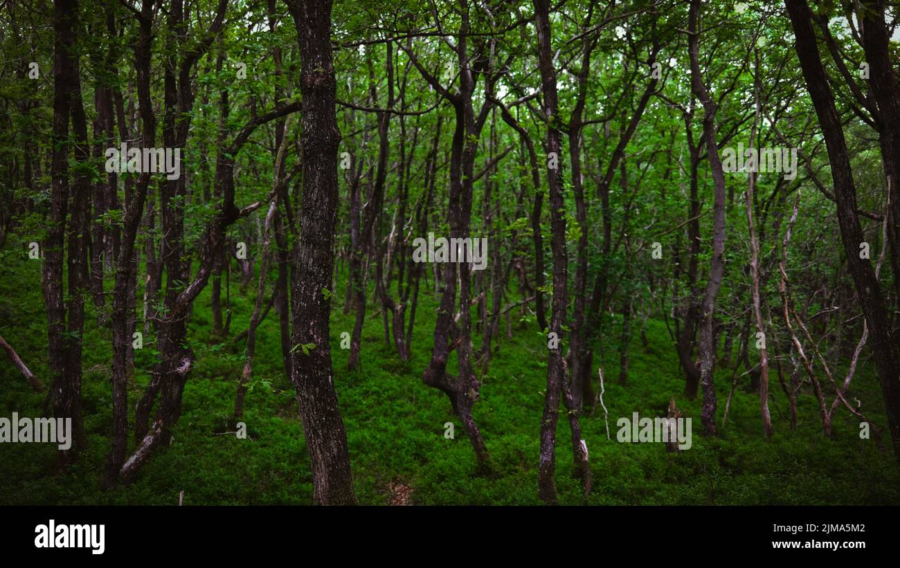 The green forest with dense vegetation Stock Photo - Alamy
